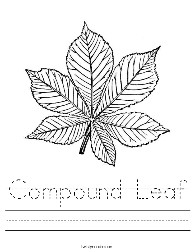 Compound Leaf Worksheet - Twisty Noodle Compound Leaf Worksheet - Twisty Noodle